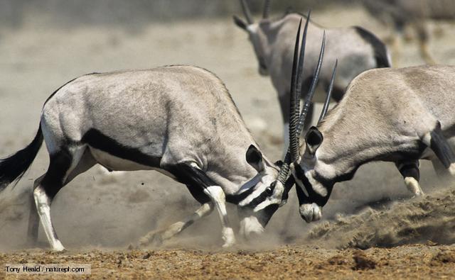 Territorial animals in all of us... the gist of it all. |Don Suratos ...