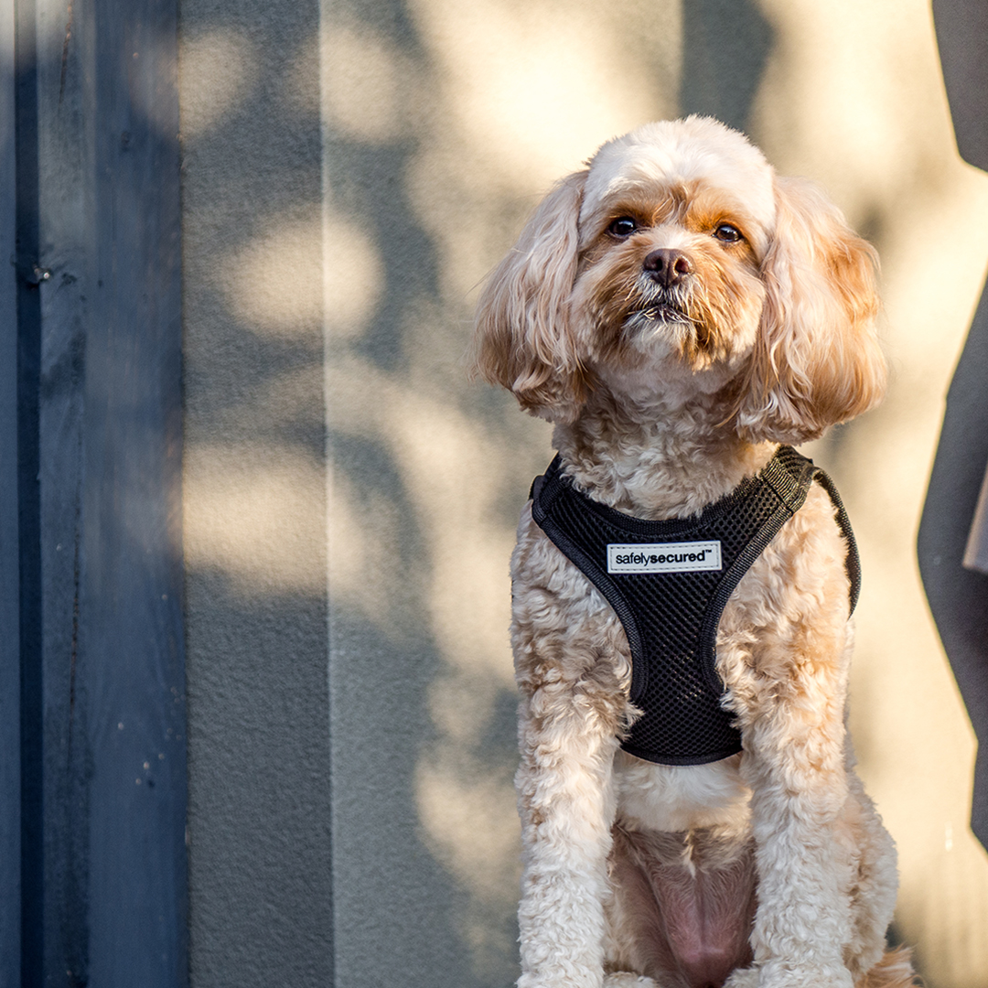 Win 1 of 3 Safely Secured Anti-Theft Dog Lead & Harness Sets ...