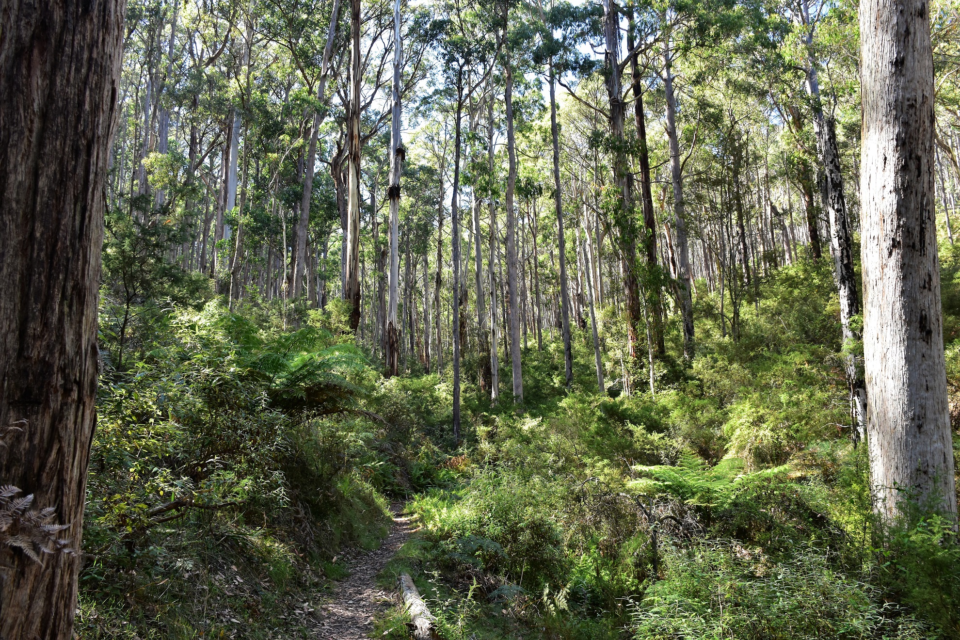 Goin' Feral One Day At A Time: Whipstick Loop Walk, Wombat State Forest ...