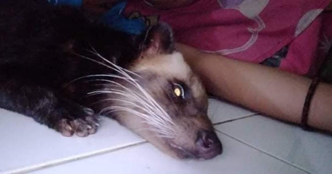 Musang Bulan, Ciri-ciri, Siklus hidup dan karakternya - IDNFARMERS