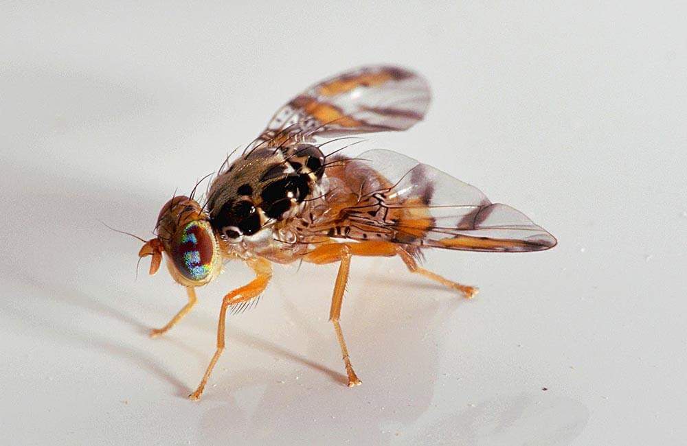 Ciclo Biológico "Mosca de la Fruta" (Ceratitis)