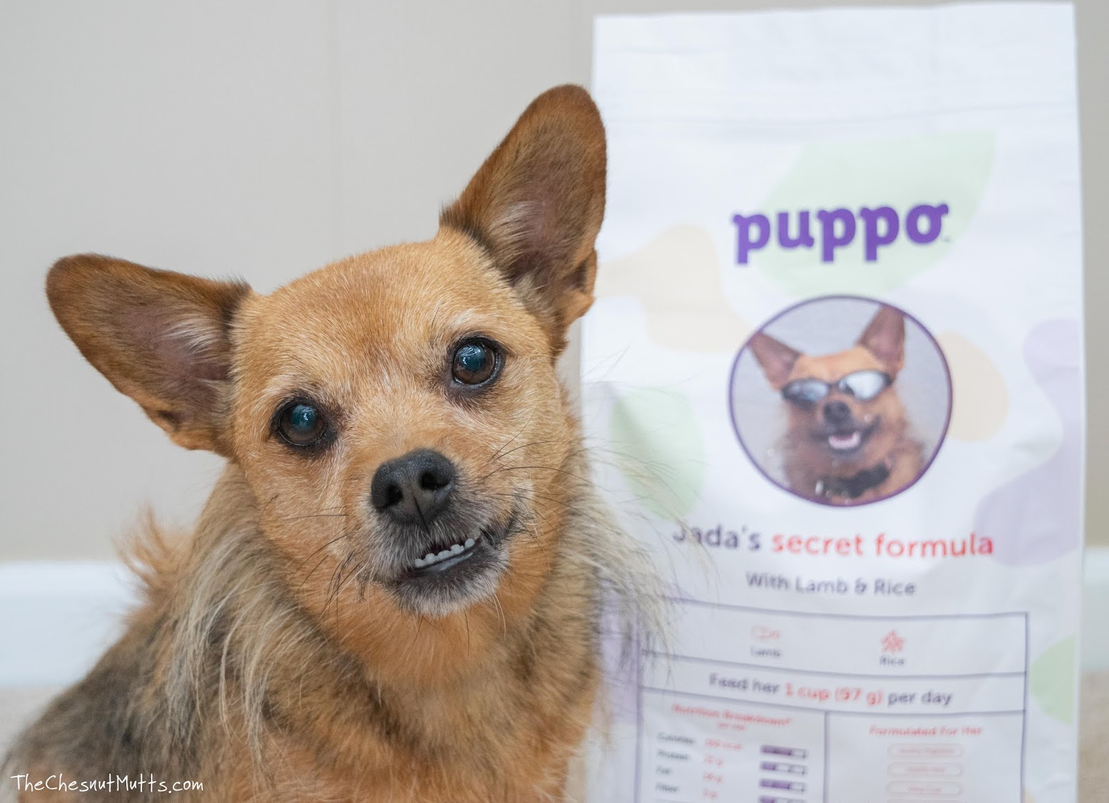Review: Puppo - The Customizable Dog Food Delivered to Your Doorstep ...