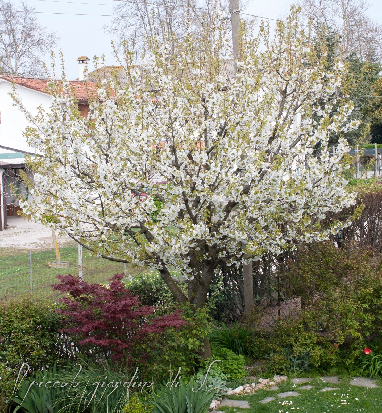 Il piccolo giardino di L.: Il ciliegio finalmente in fiore