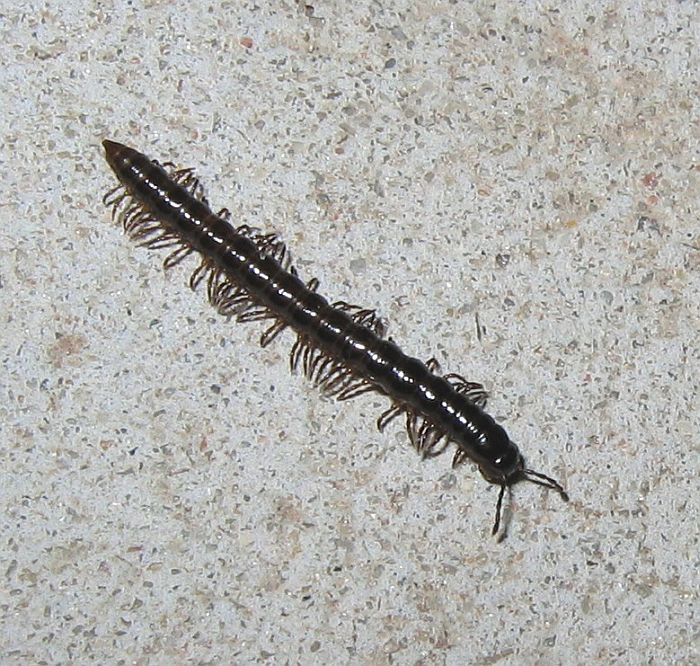 Esperance Fauna: Millipedes - Order Polydesmida