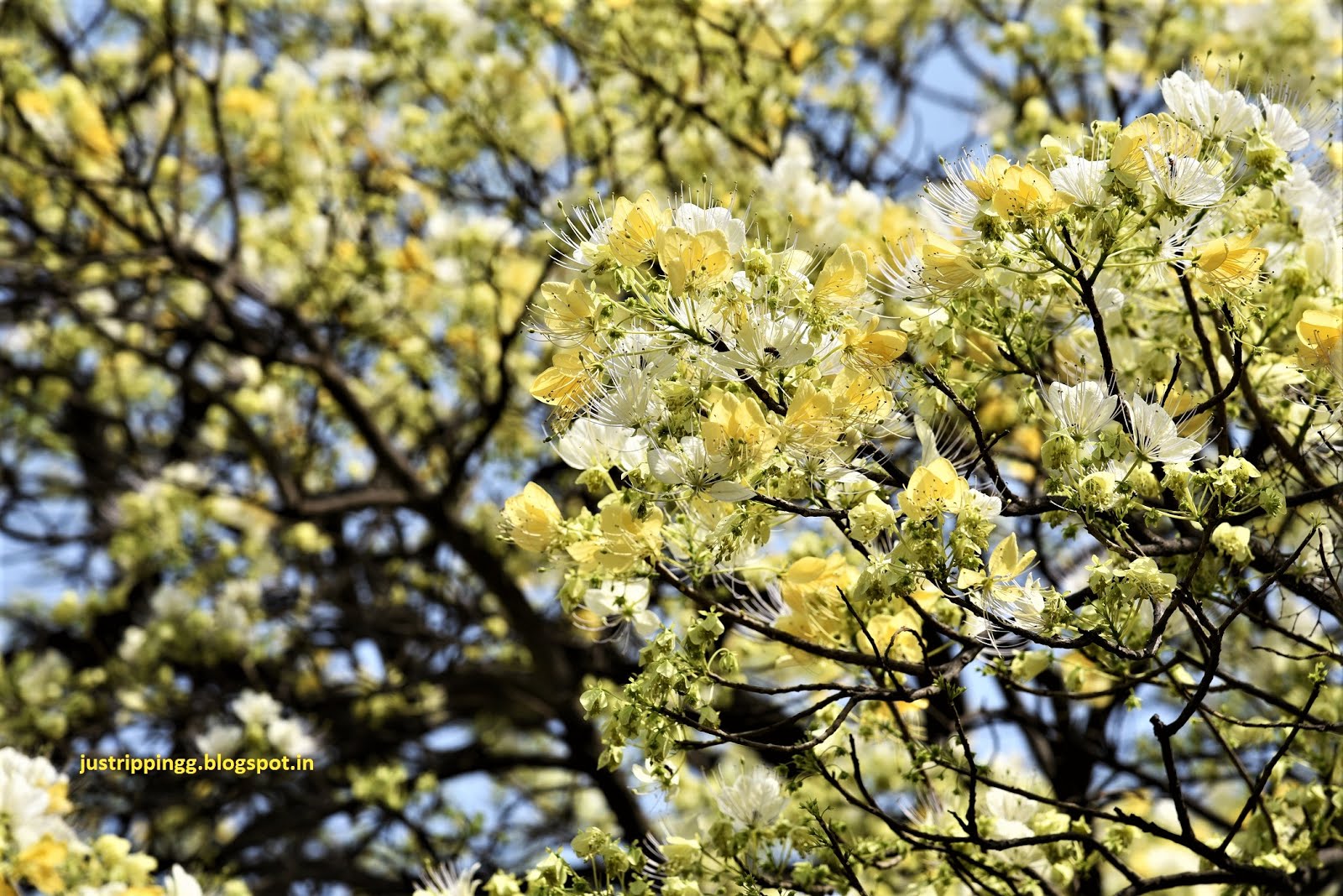 Just Tripping!: The Glittering Universe of Varun Tree