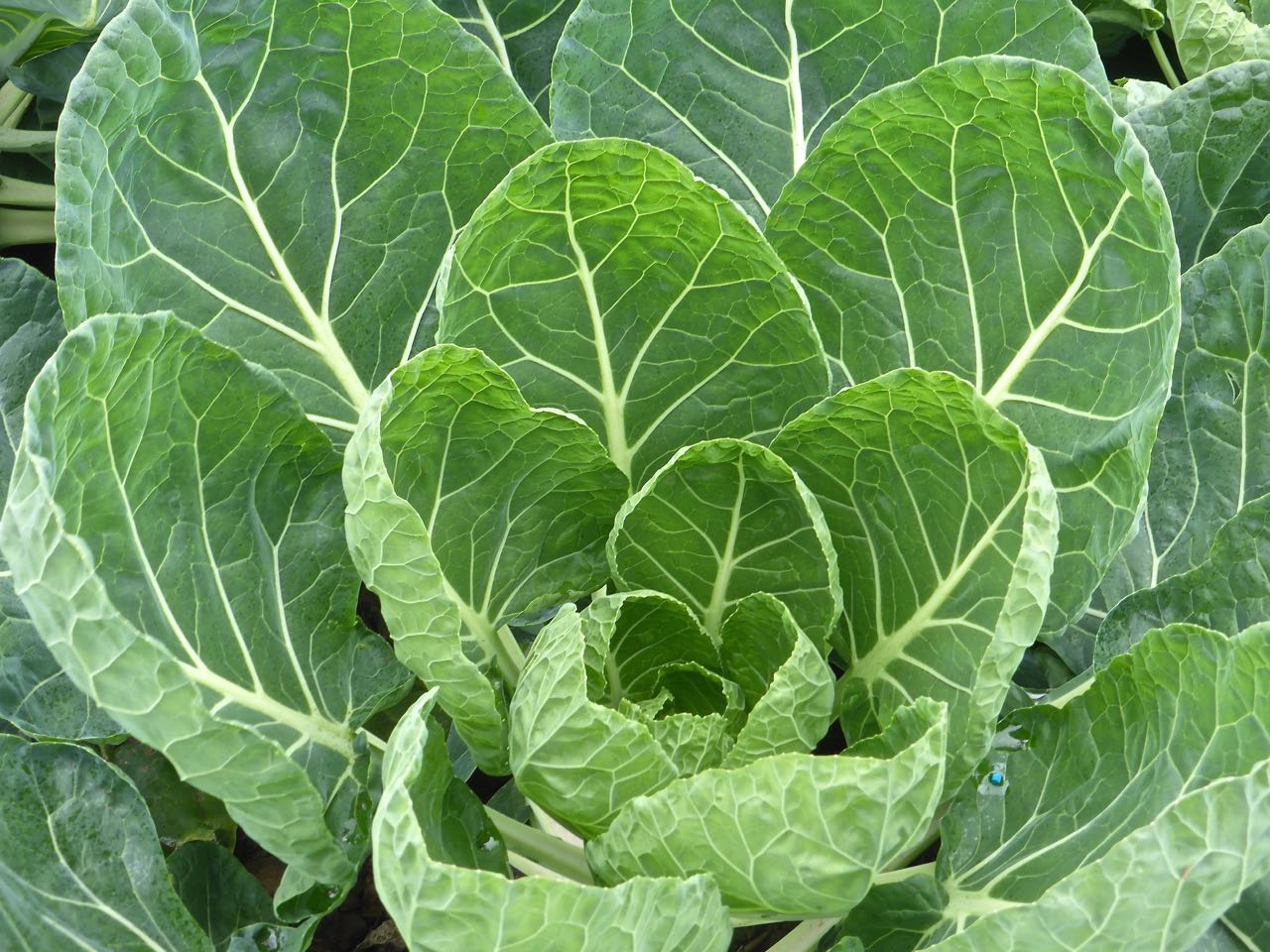 Cabbages, wild plums and butterflies