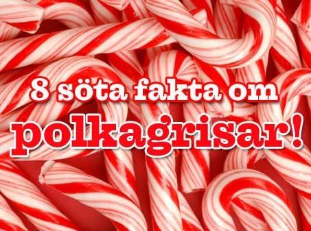 Mmona: Polkagrisens dag