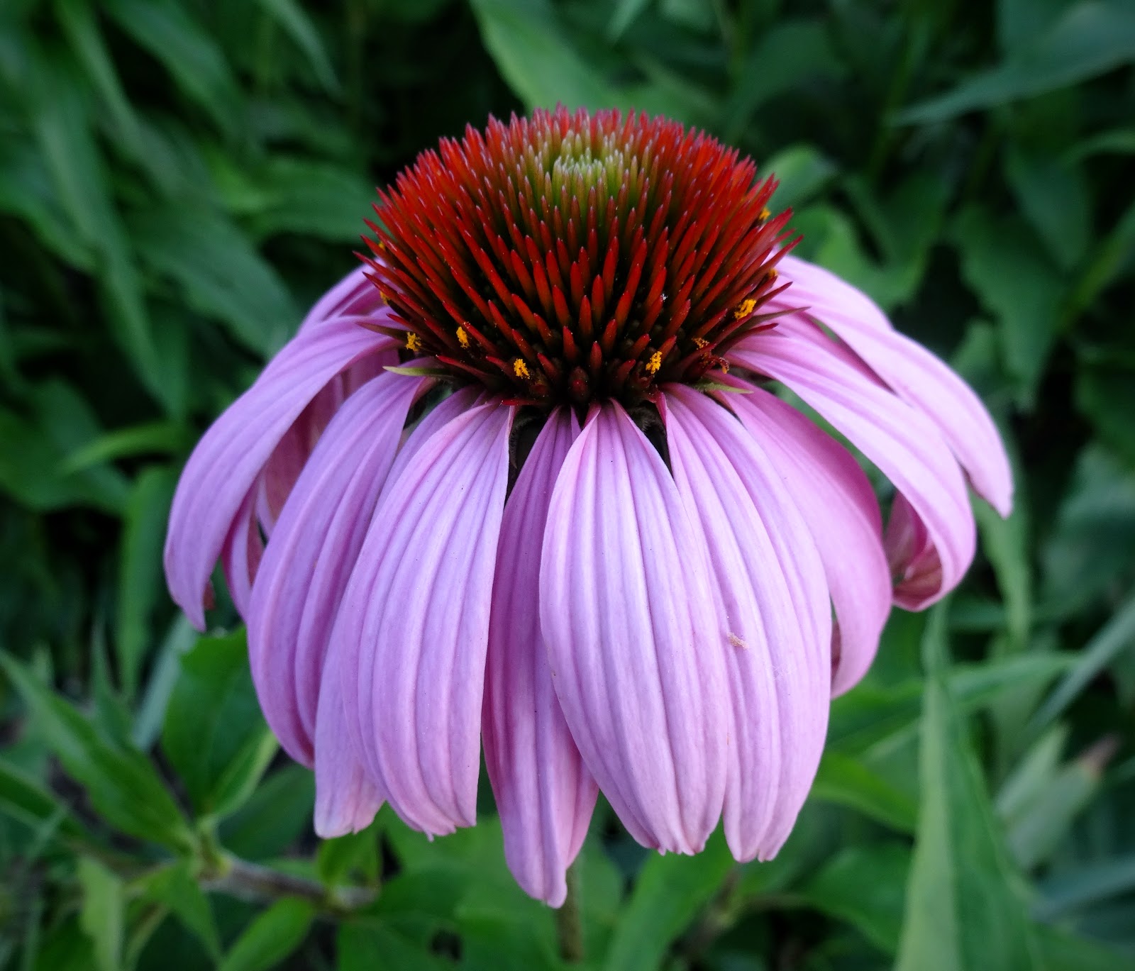 Love, Joy and Peas: Rose, Purple Coneflower, Shasta Daisy, Sweet Pea ...