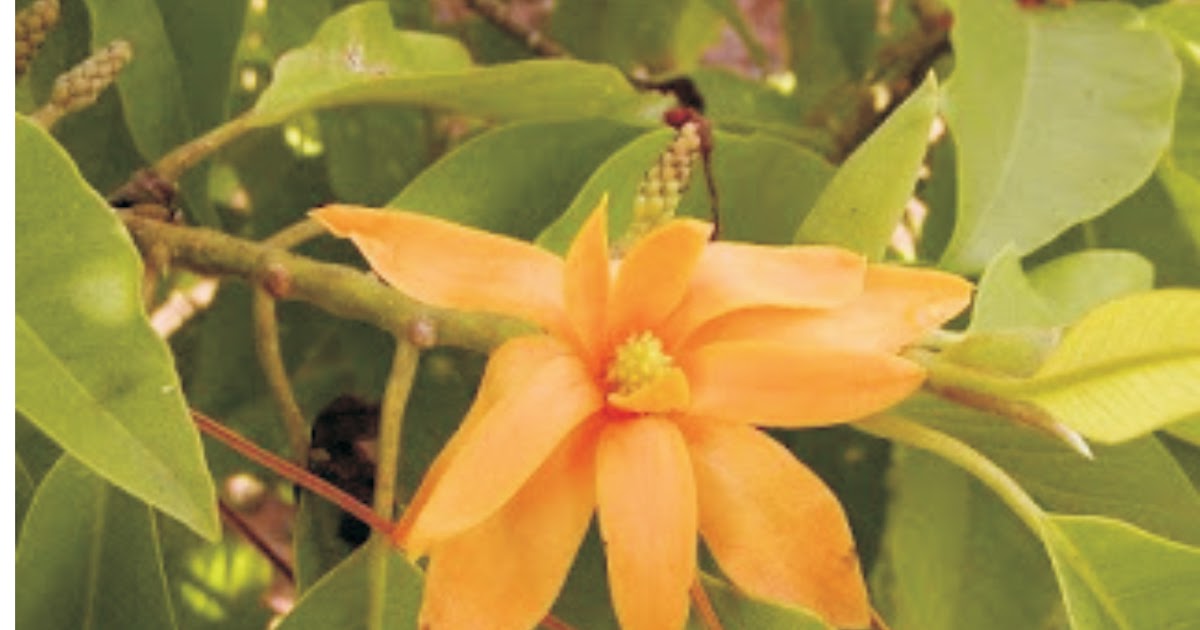 Classification (Taxonomy), General Characteristics, Order subclass ...