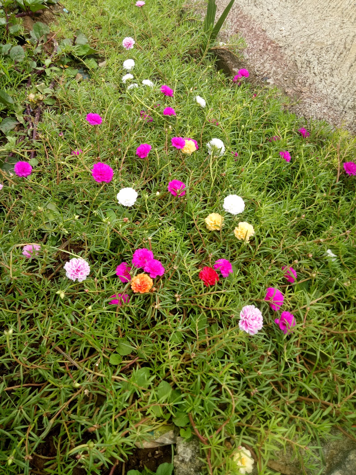 JUAL TANAMAN PORTULACA GRANDIFLORA / SUTRA BOMBAI / KROKOT BERBUNGA ...