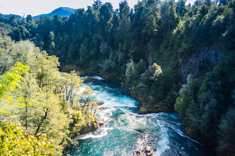 Destino Coñaripe: RESERVA BIOLÓGICA HUILO HUILO