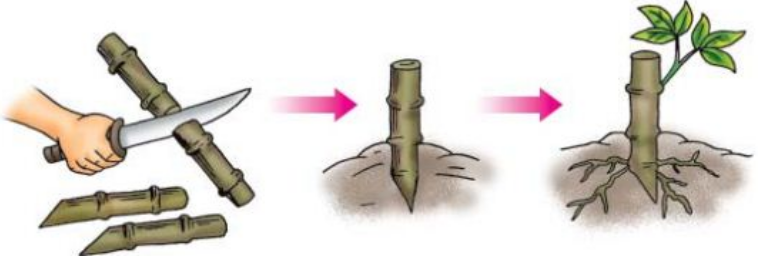 Perkembangbiakan Hewan dan Tumbuhan - MELAJAH.WEB.ID