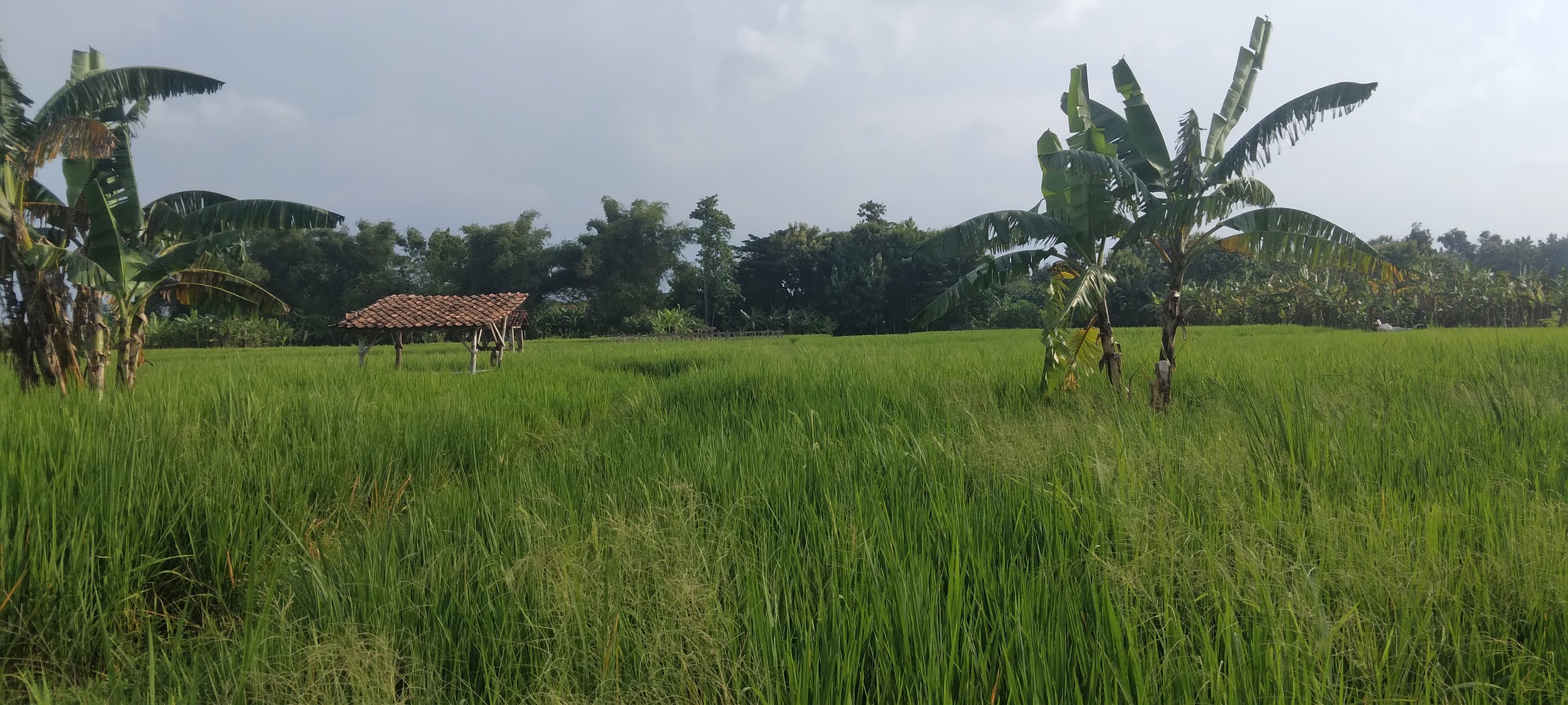 ApdetBos: Pemandangan Persawahan Tanaman Padi Yang Mulai Jebul Buluh ...