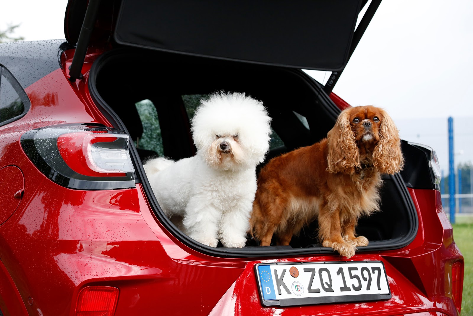 Pampering Pups in the Ford Puma