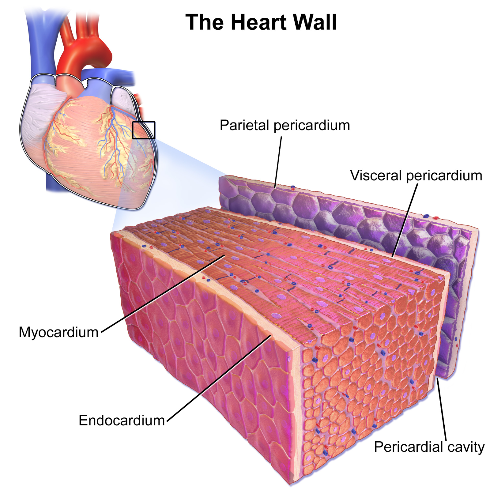 Anatomy and Physiology: Mid-Unit Summary: The Heart