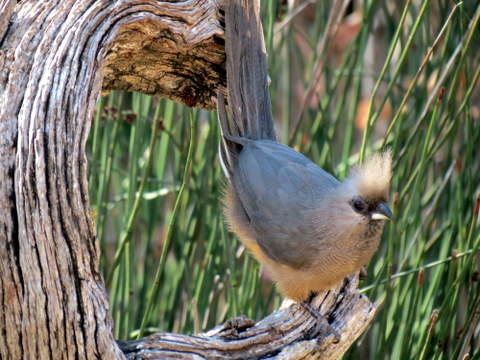 Speel-speel : muisvoël