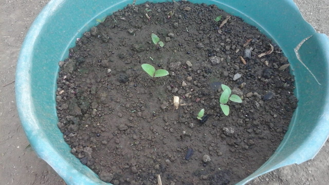 Summer farm: What Are the Benefits of Alugbati? Written by Andra ...