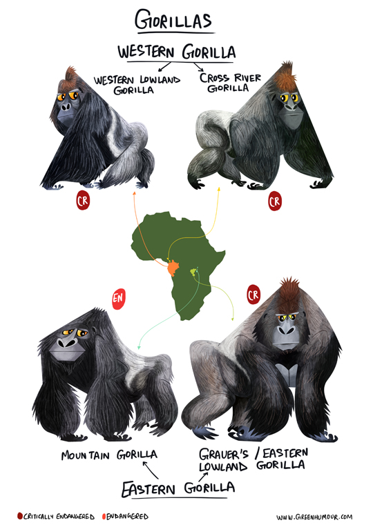 Green Humour: Know Your Gorillas