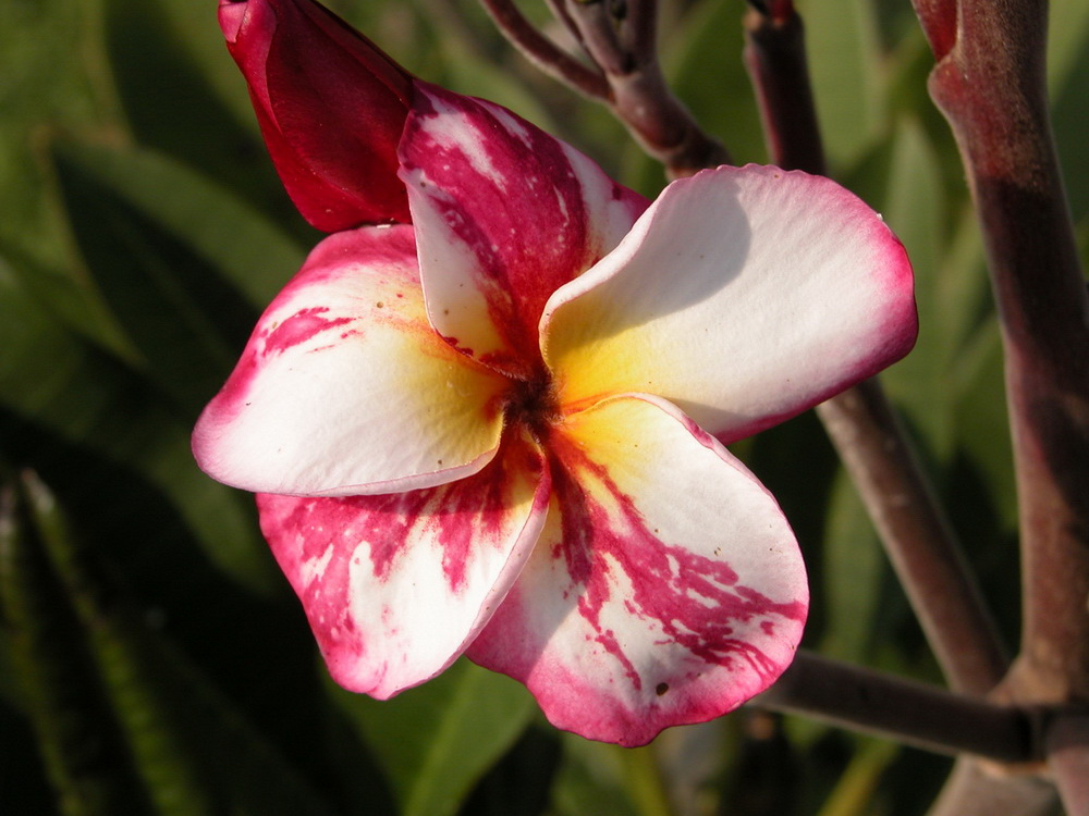 Frangipani Mosaic Virus in Plumeria