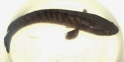 Pengertian Ikan Kutuk ~ Sari Ikan Gabus