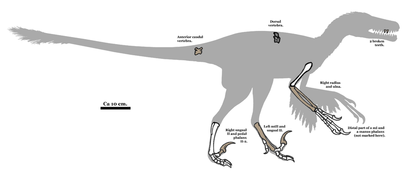 Species New to Science: [Paleontology • 2000] Pyroraptor olympius • A ...