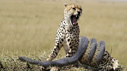 Anaconda Eating A Lion