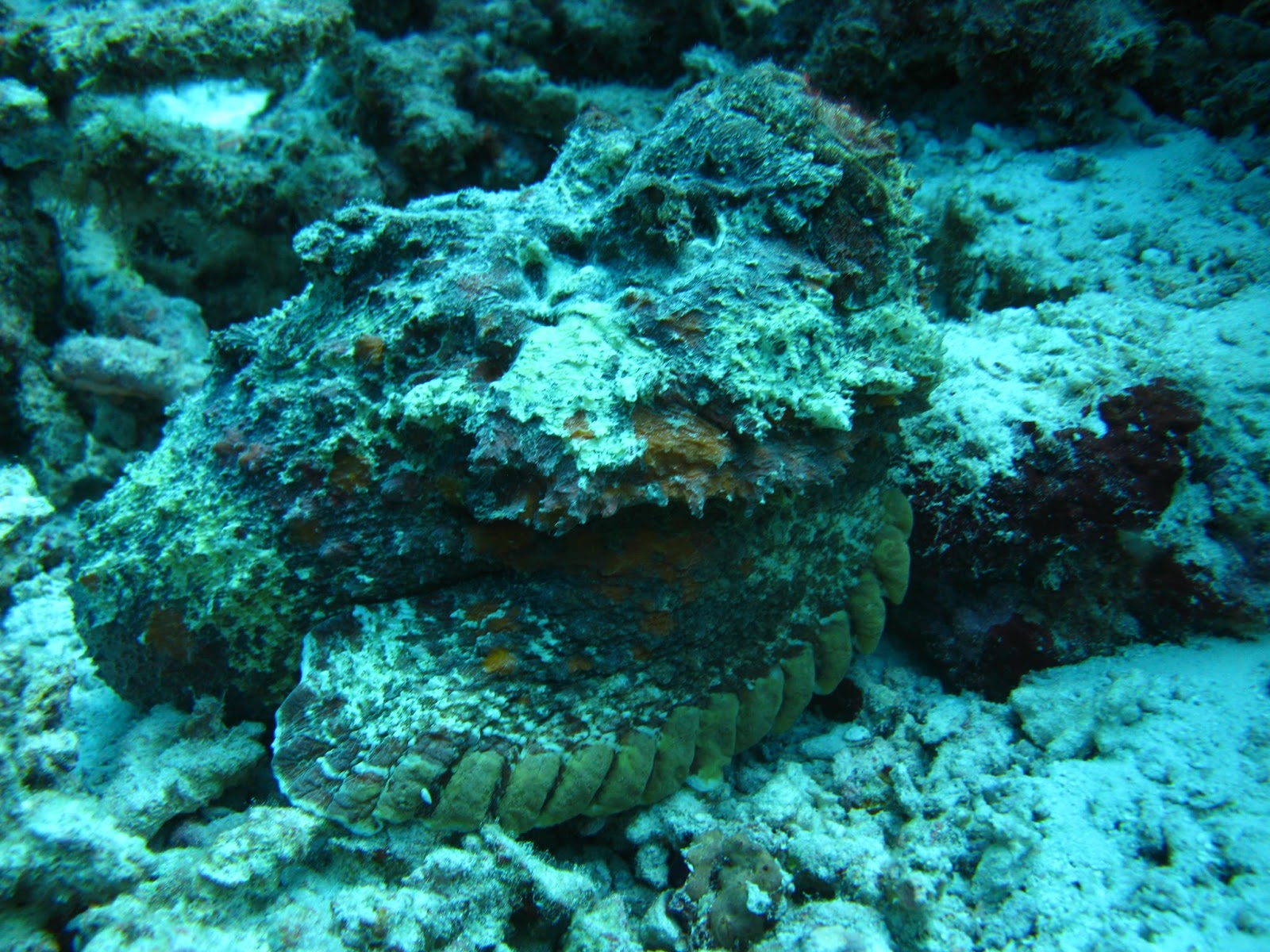 roberto piazza immersioni nel mondo: Stone Fish,pesce pietra