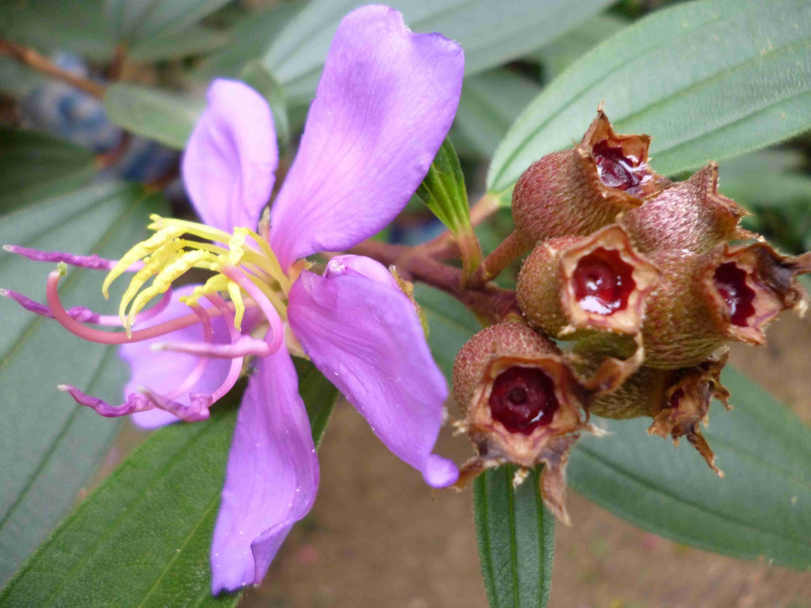 Medicine Newbie: Senduduk