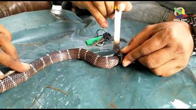 Venomous snake stuck in plastic ring rescued ingeniously by wildlife ...