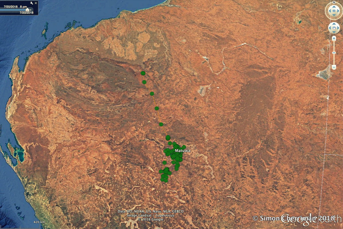 Wedge-tailed Eagle Tracking: Homecoming?