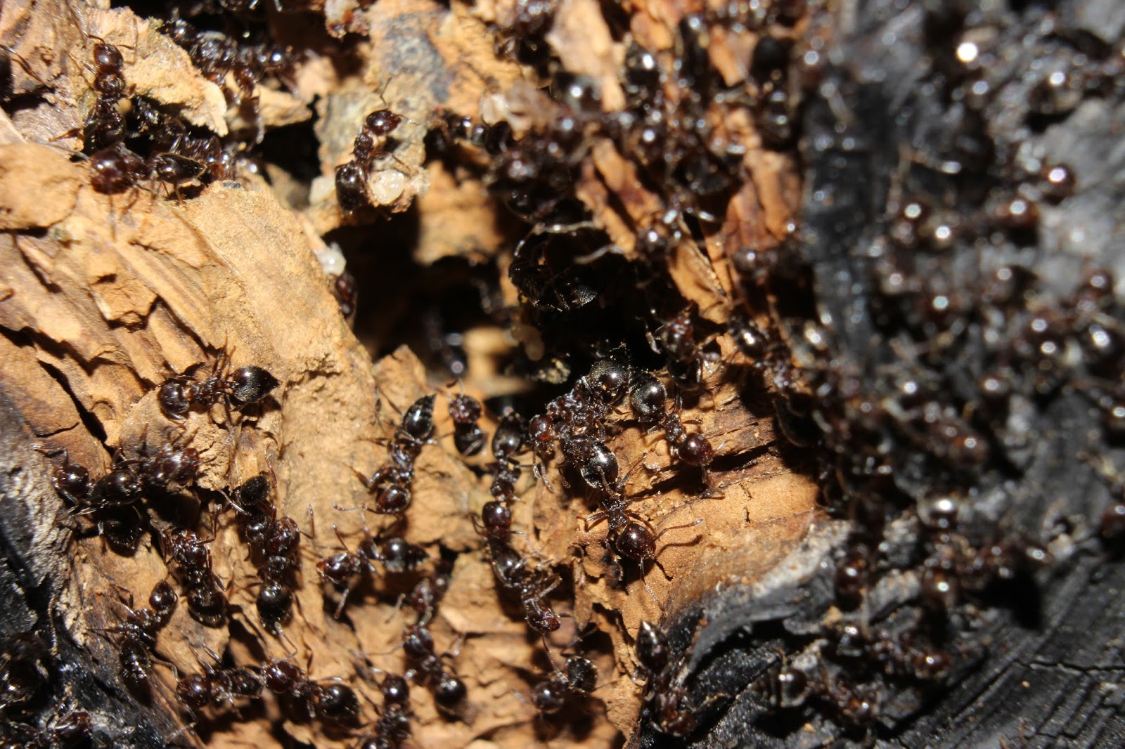 Biodiversity of Cyprus by NGO Protection of the Natural Heritage and ...