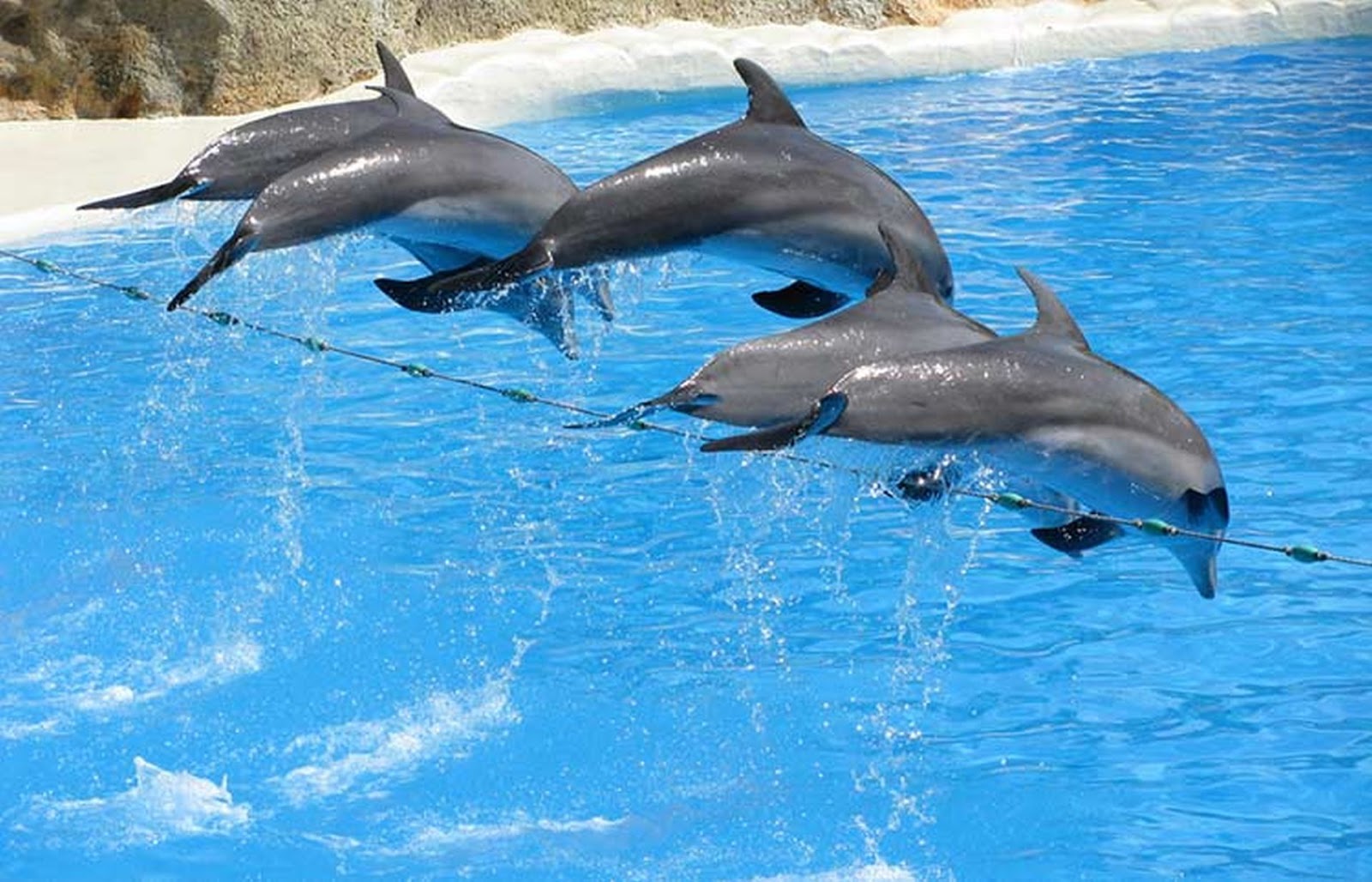 Raghu's column!: All about Dolphins, and my Video of the Dolphin Show ...