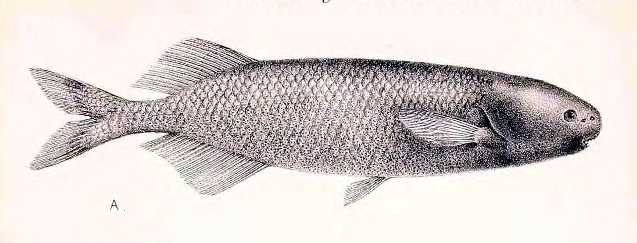 Artes de Pesca: ACTINOPTERYGII