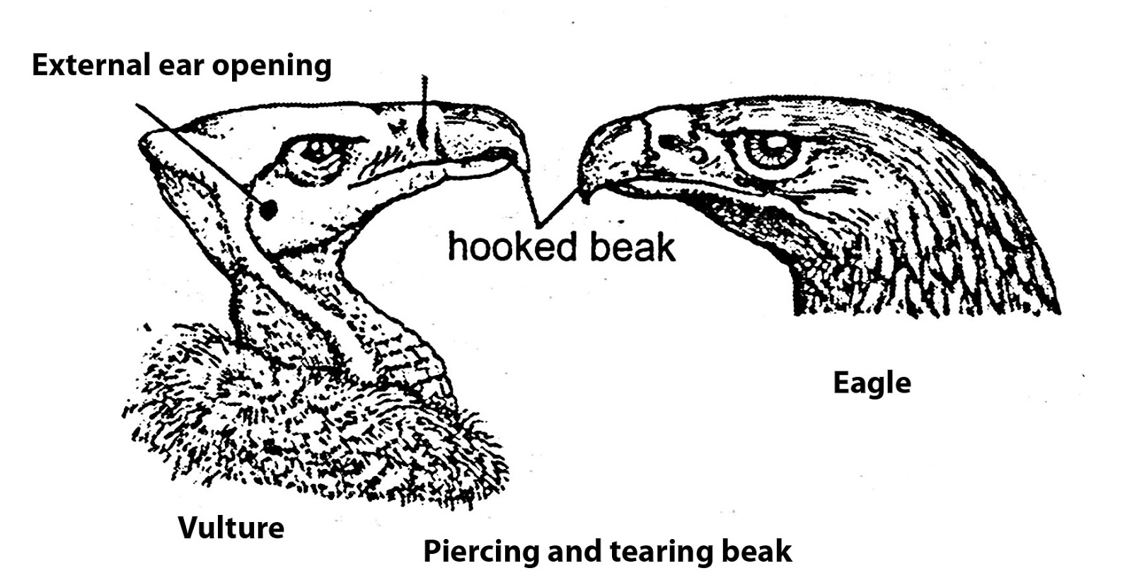 B. Sc. - II Animal Diversity- IV (Old) : TYPES OF BEAKS IN BIRDS ...