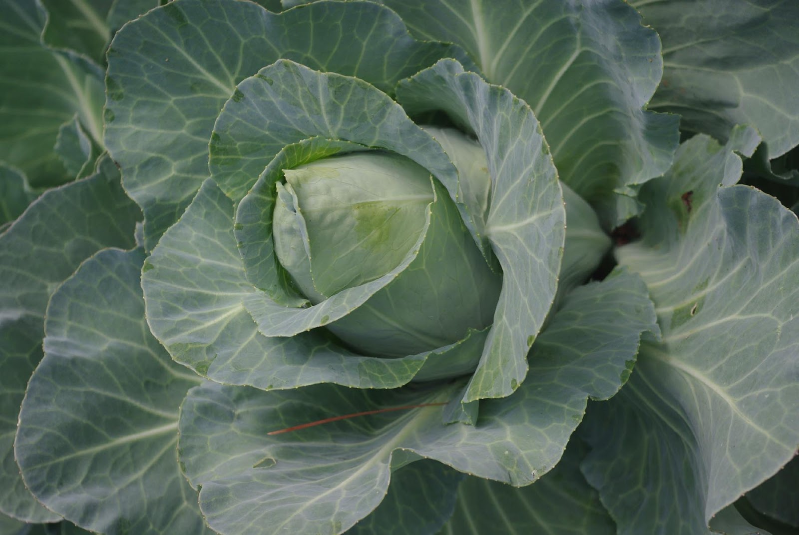 A View From The Cottage: 01/02/13