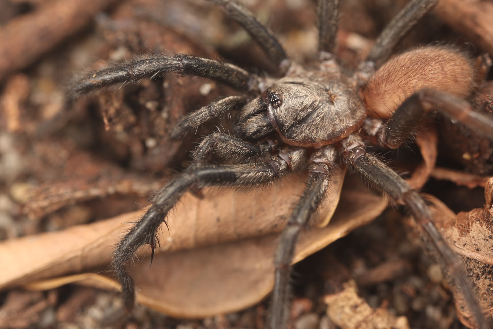 Wheatbelt biodiversity: Thunderstorms Reveals Interesting Trapdoor Spider