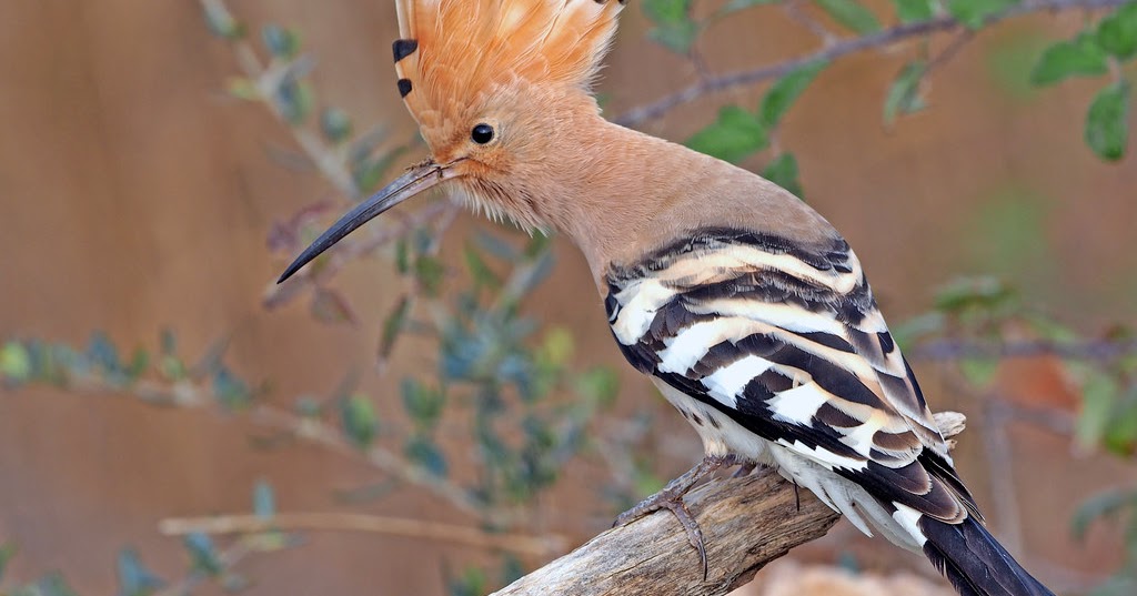 Natura, entitat de medi ambient: Ocells del Maresme 5. Puput