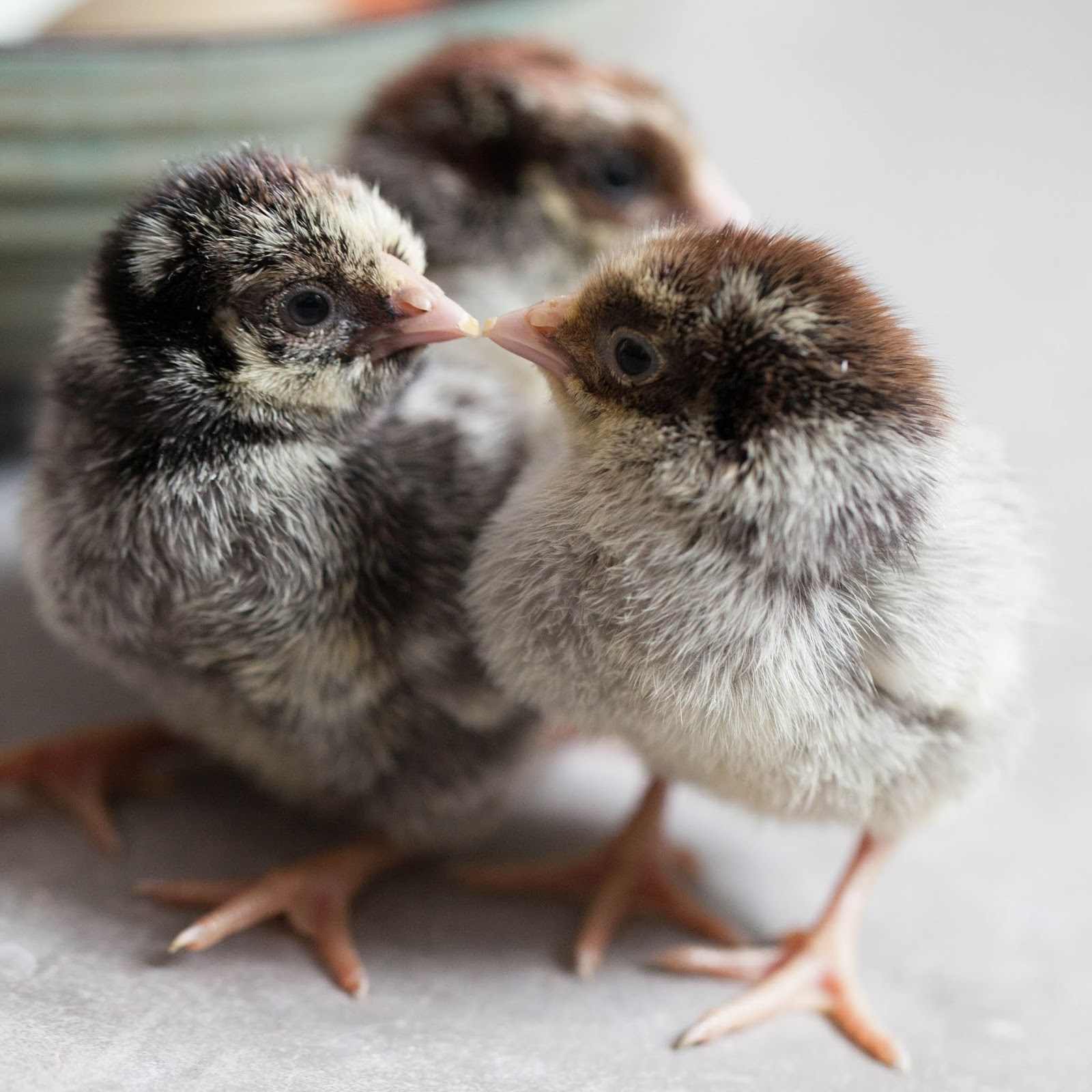 Fabulös inspiration: Kycklingar och krukor