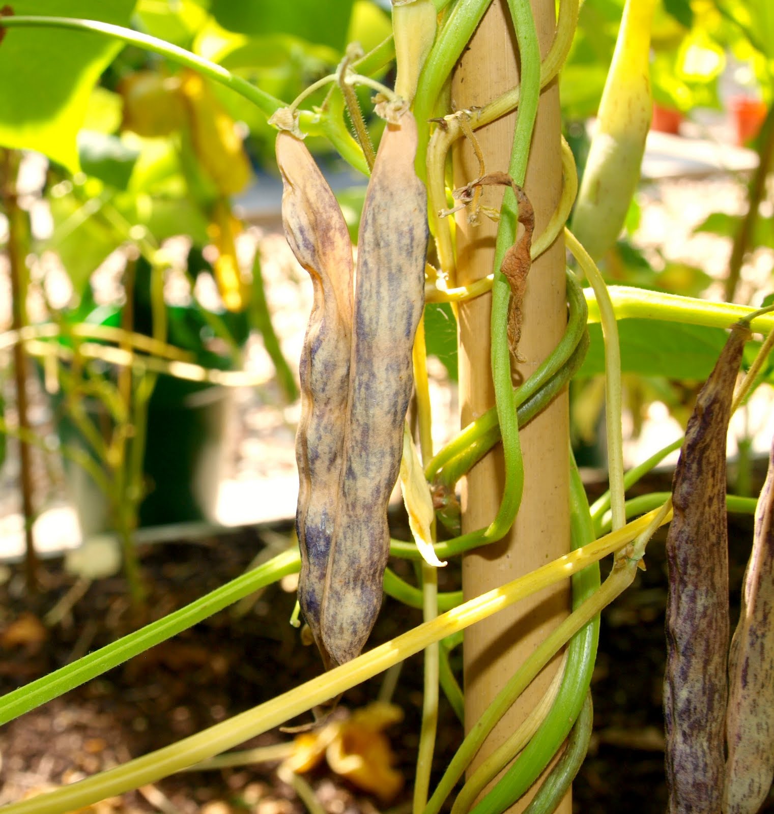 Mark's Veg Plot: "Cherokee Trail of Tears" beans