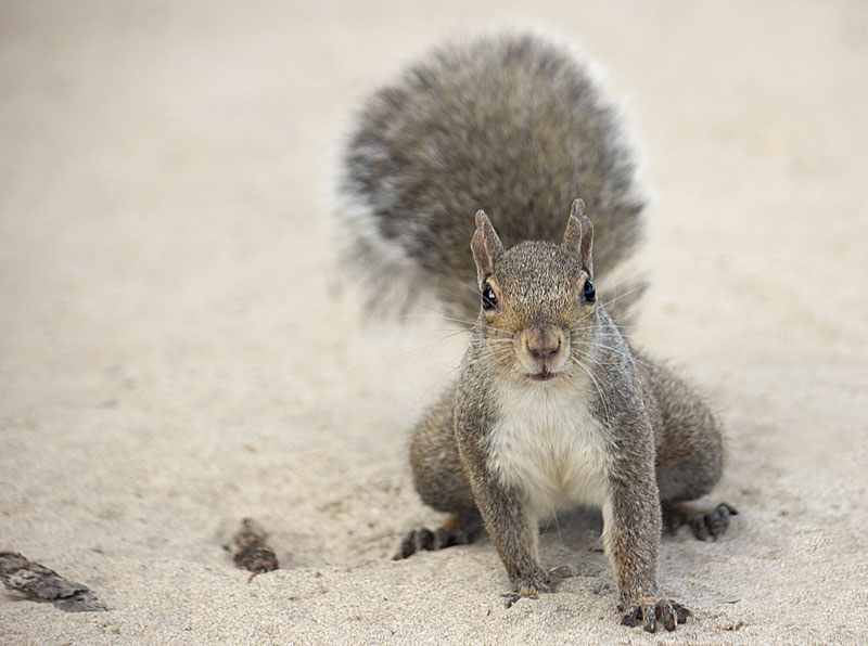 Holly Cawfield Photography: Sandy Squirrel