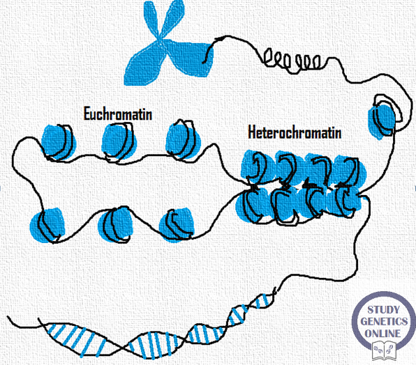 Study Genetics Online: Chromatin remodeling