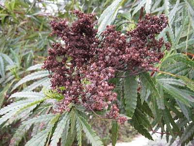 Trees of Santa Cruz County: Lyonothamnus floribundus aspleniifolius