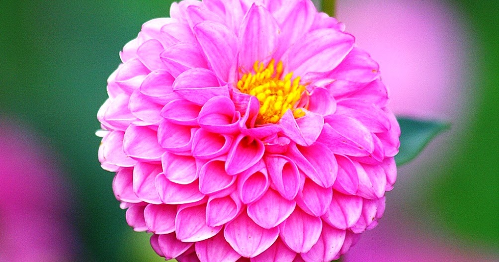 Konsep 21+ Gambar BungaTercantik, Hiasan Bunga