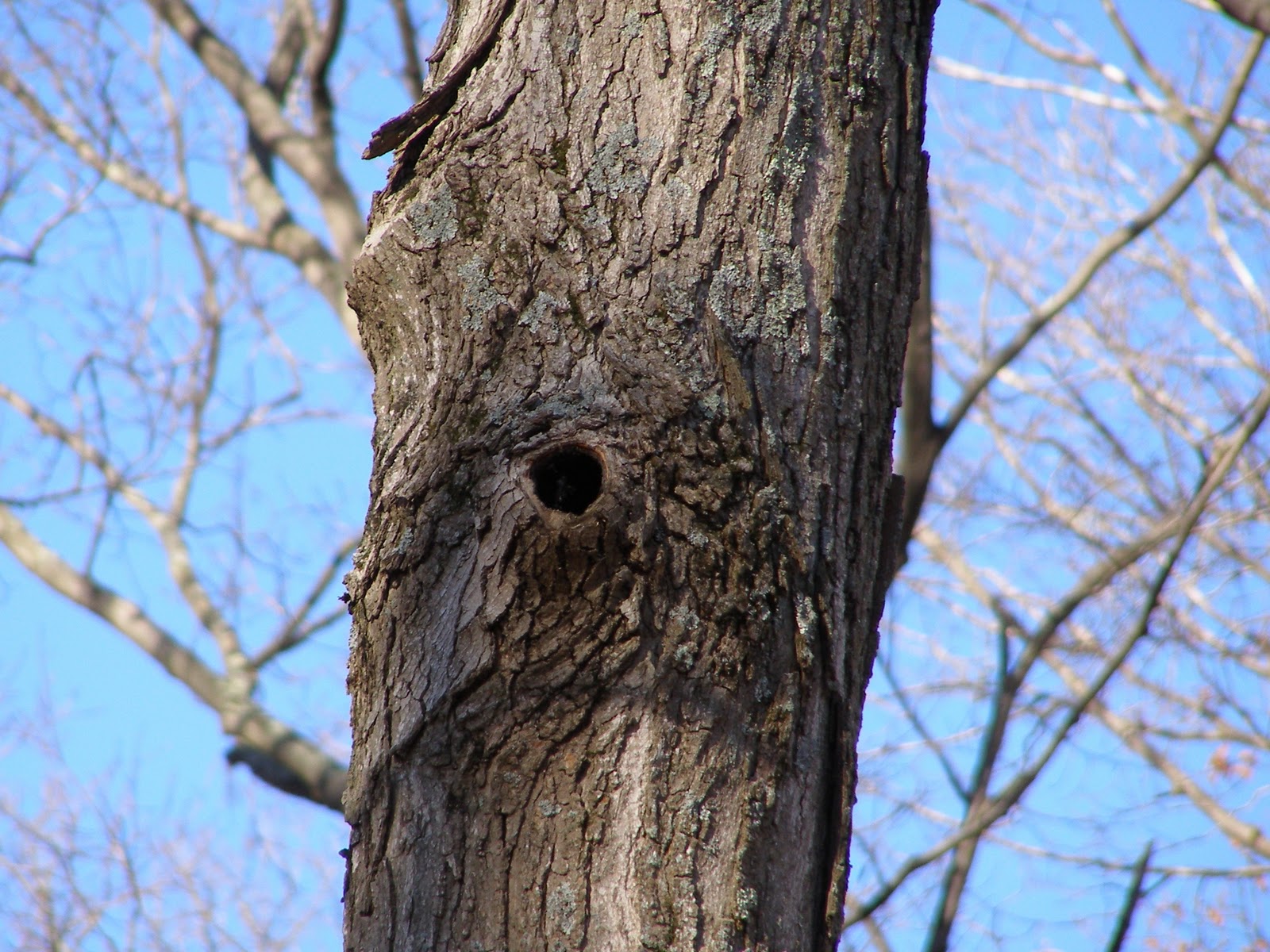 Blue Jay Barrens: Tree Holes