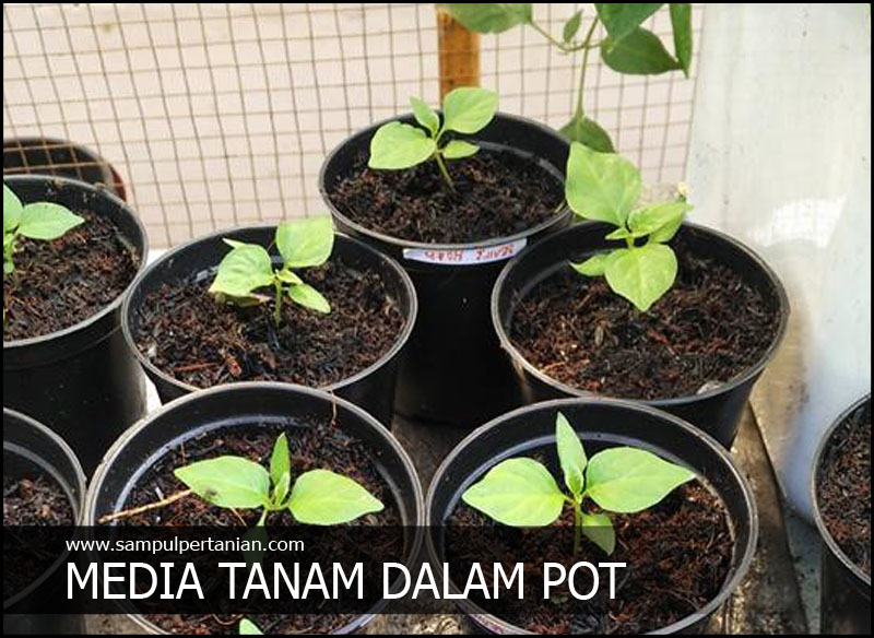 Cara Dan Komposisi Menciptakan Media Tanam Untuk Pot Atau Polibag