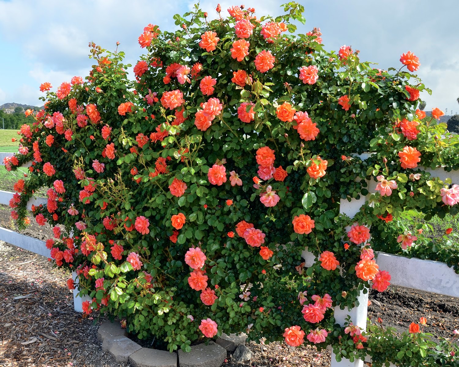Coming Up Roses: Expert Rose Advice from Witherspoon Rose Culture: 2015 ...