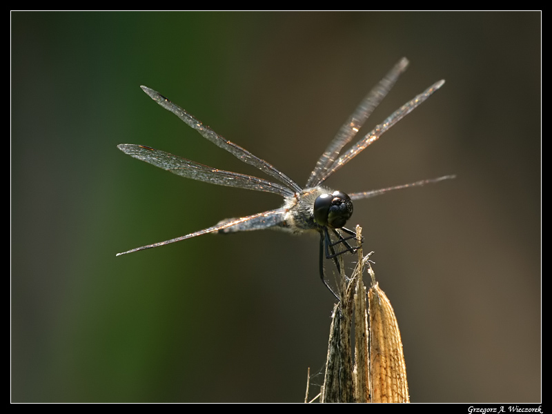 Jasper Geli: Six-Winged Insects