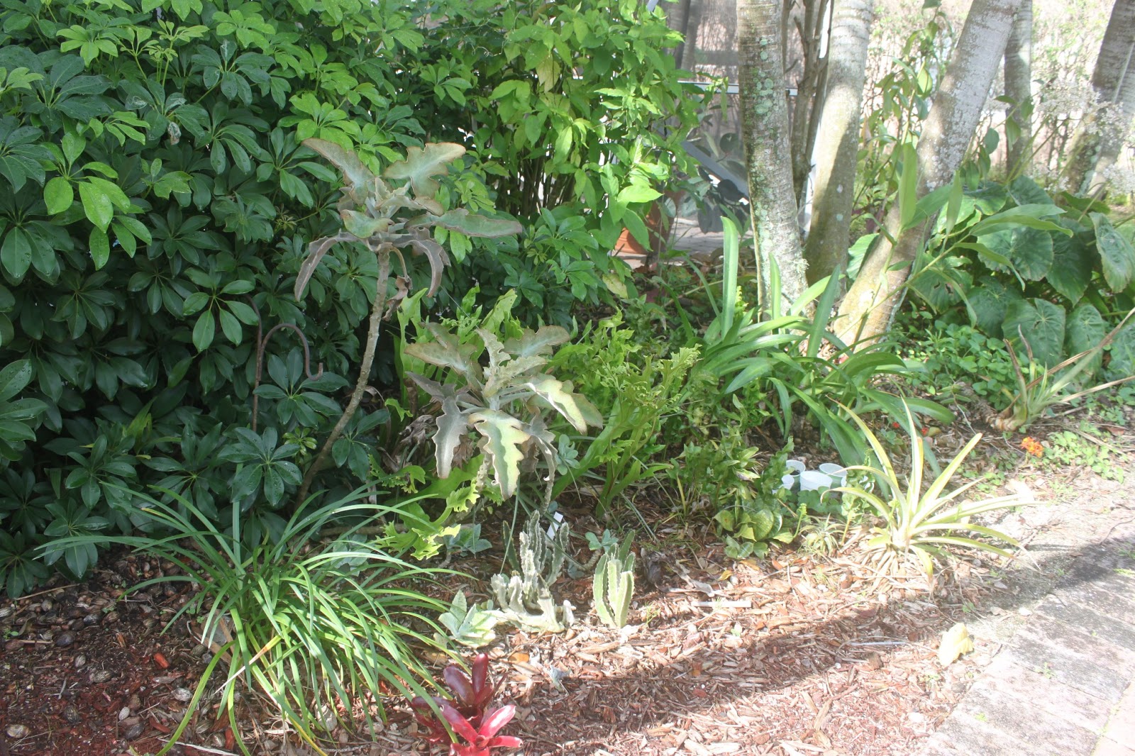 Carmen's garden: Garden April 2013 and Chaya plants for sale