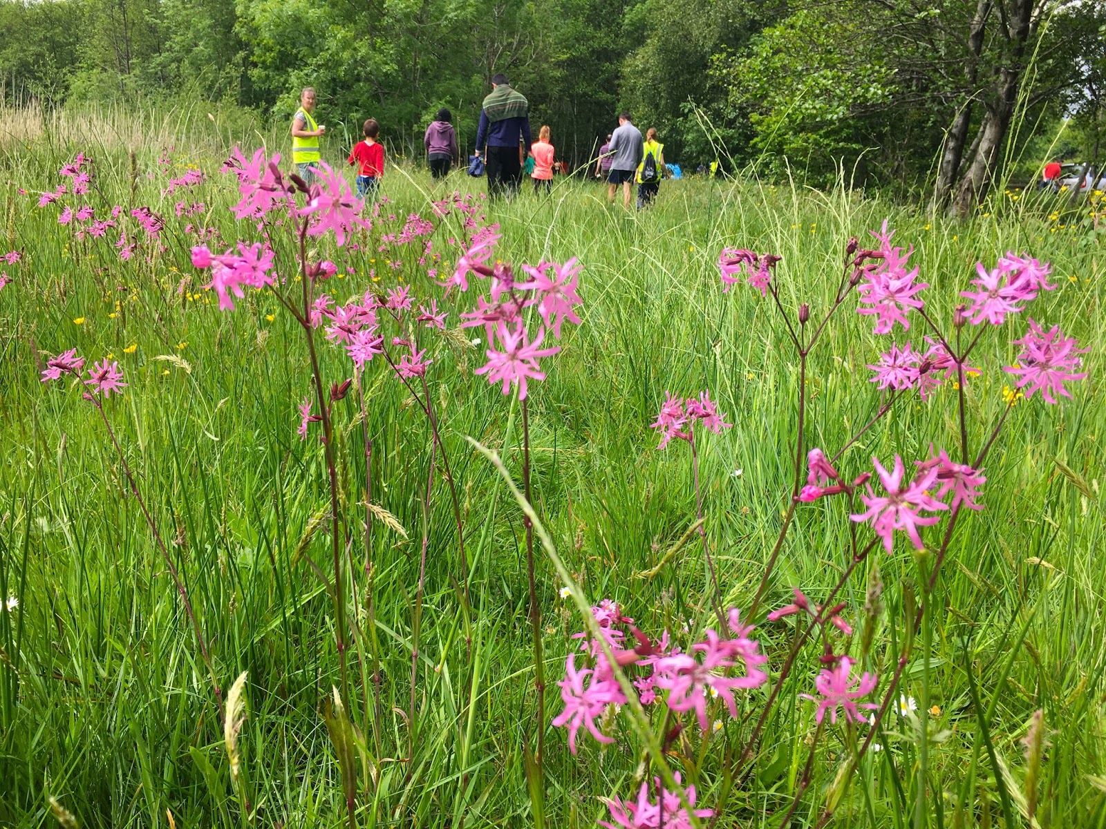 Speedie's Blog: Creating a Bluebell Woods: Terryland Forest Park