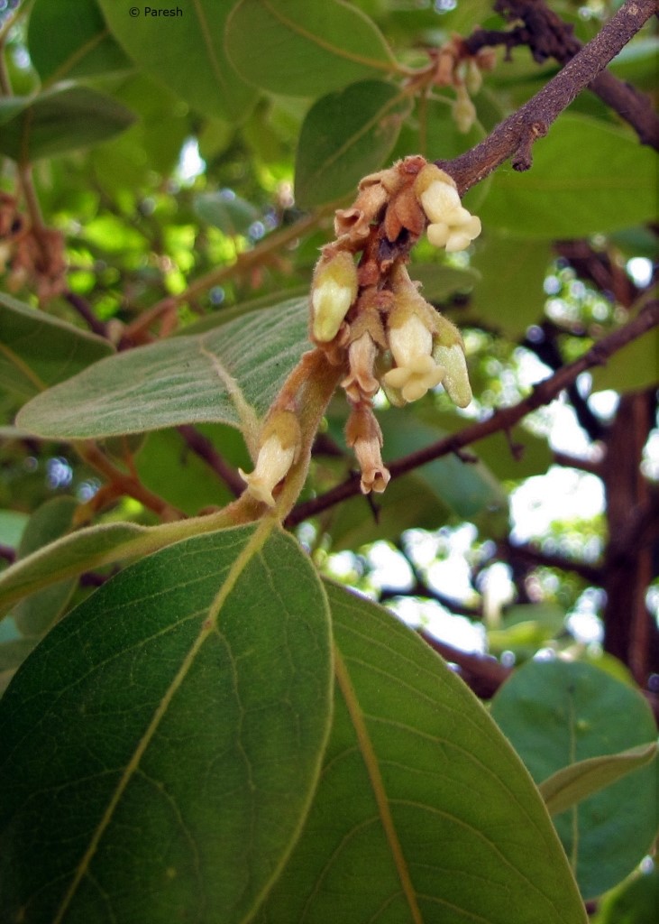 Gifting Trees...: The Black Ebony Tree